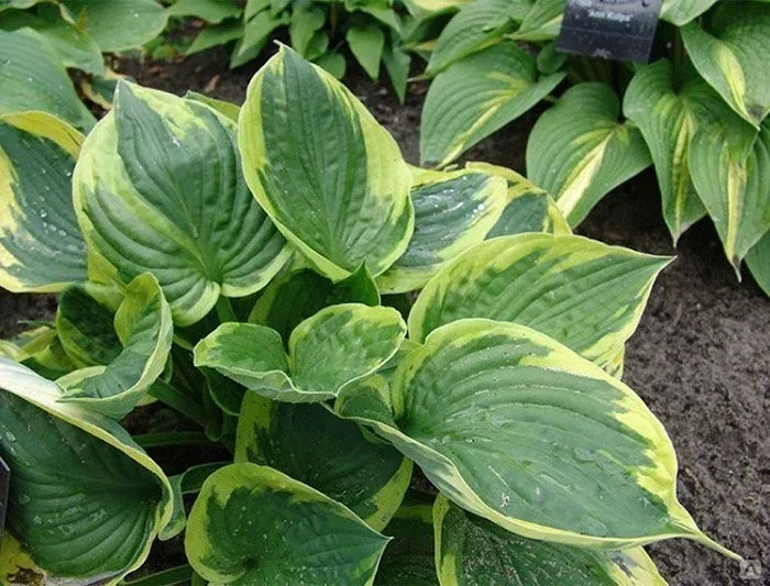 Хоста Анна (Hosta Anne) 5 л контейнер купить за 1 650 руб./шт. в Санкт-Петербурге от компании ...